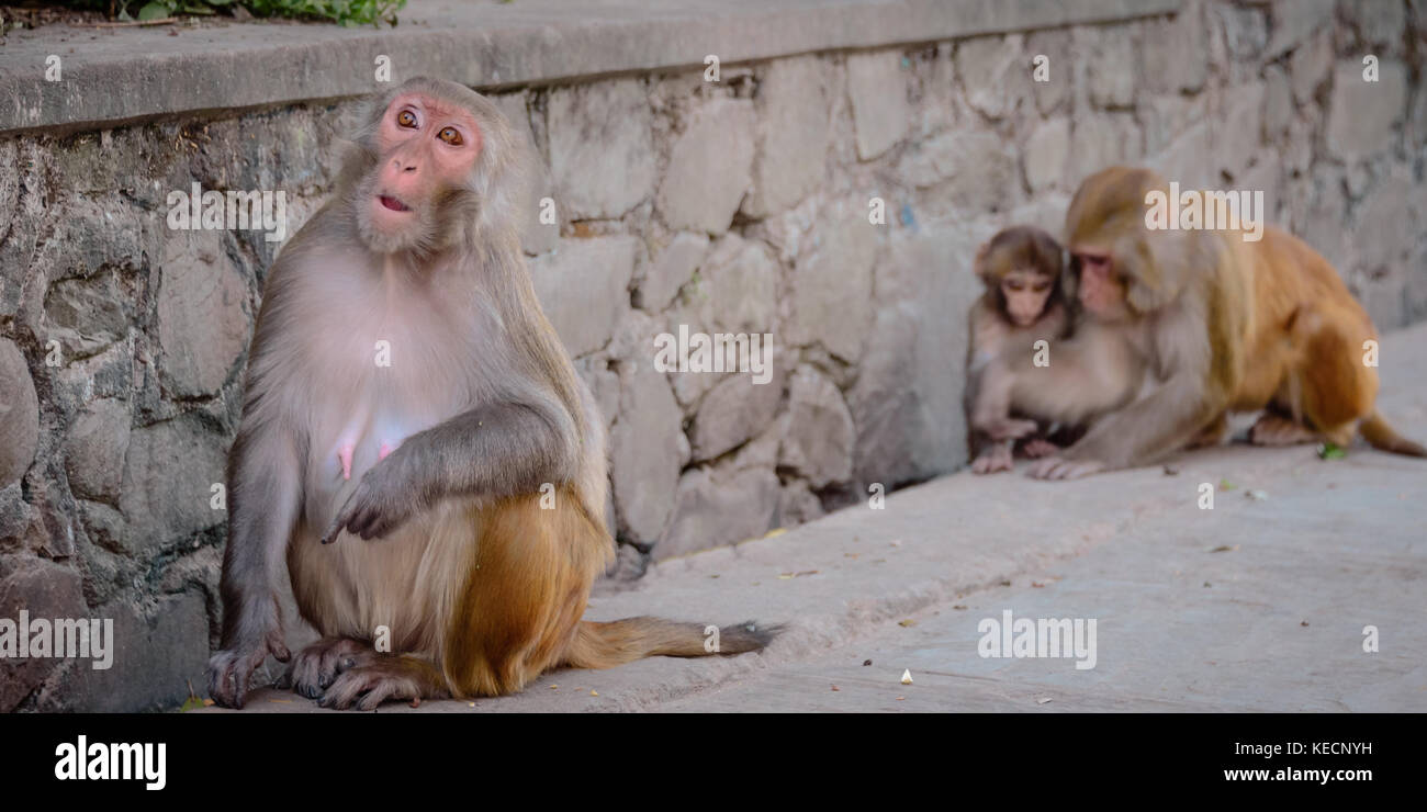 Funny old monkey pulling face Kathmandu Stock Photo - Alamy