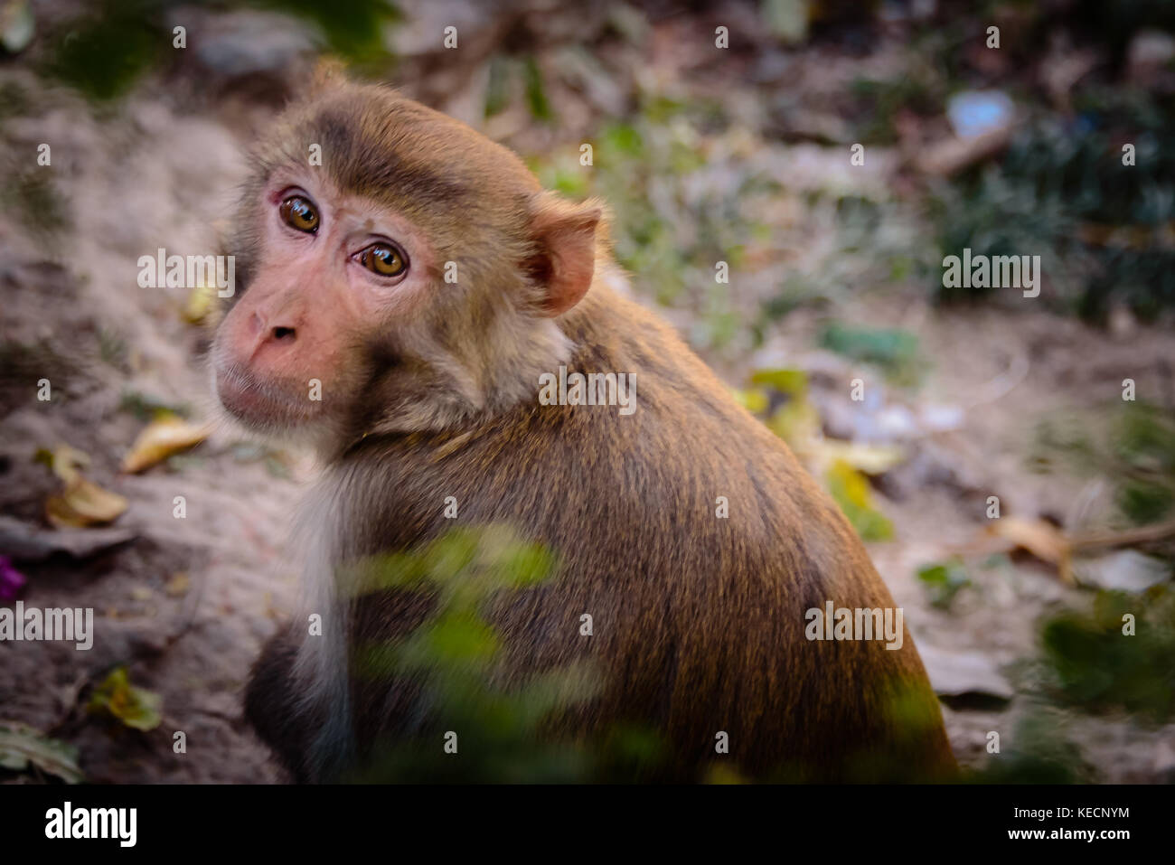 cute young monkey looking at me in Kathmandu Stock Photo - Alamy