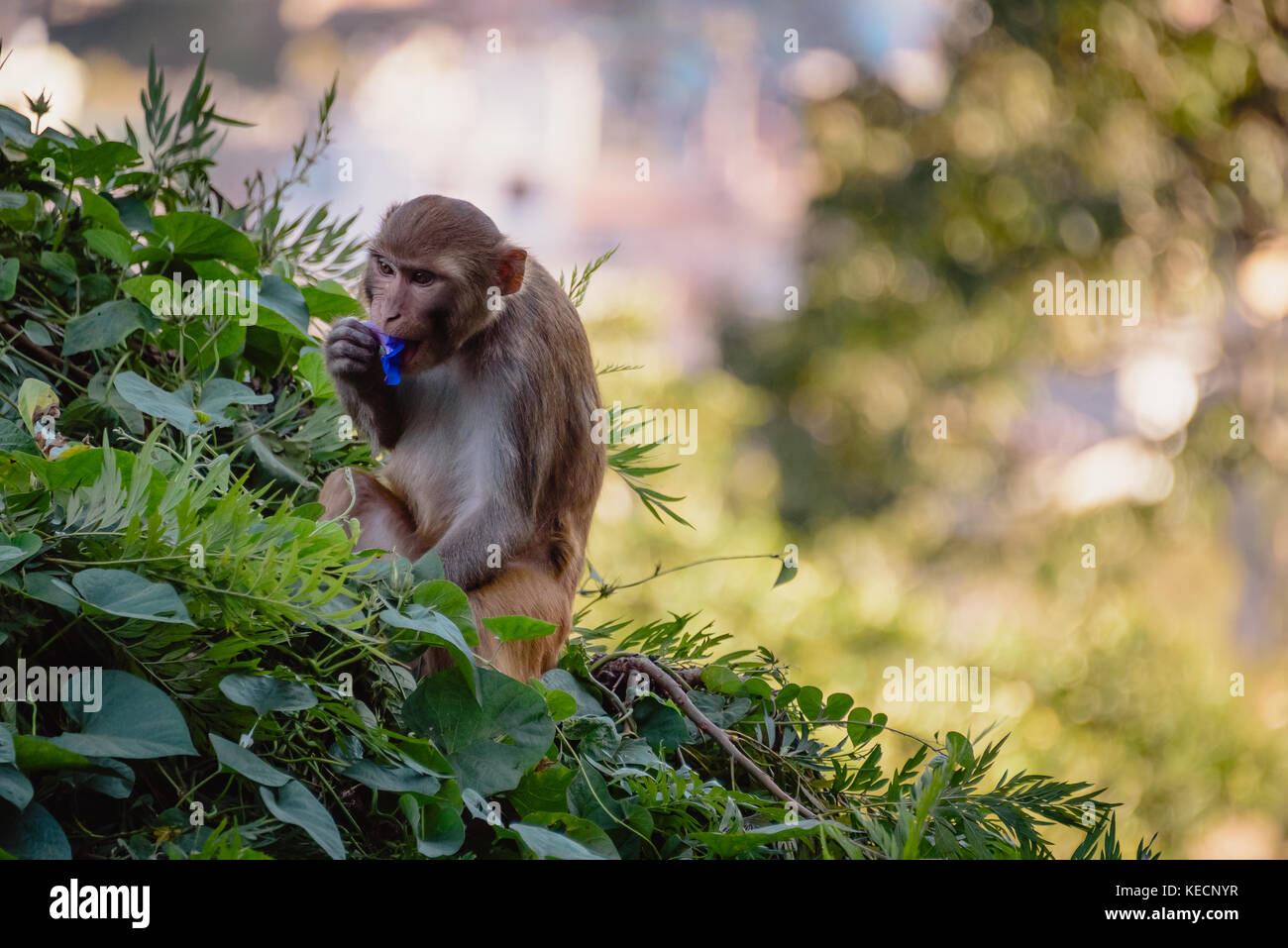 Monkey chewing something plastic in a tree in Kathmandu Stock Photo - Alamy