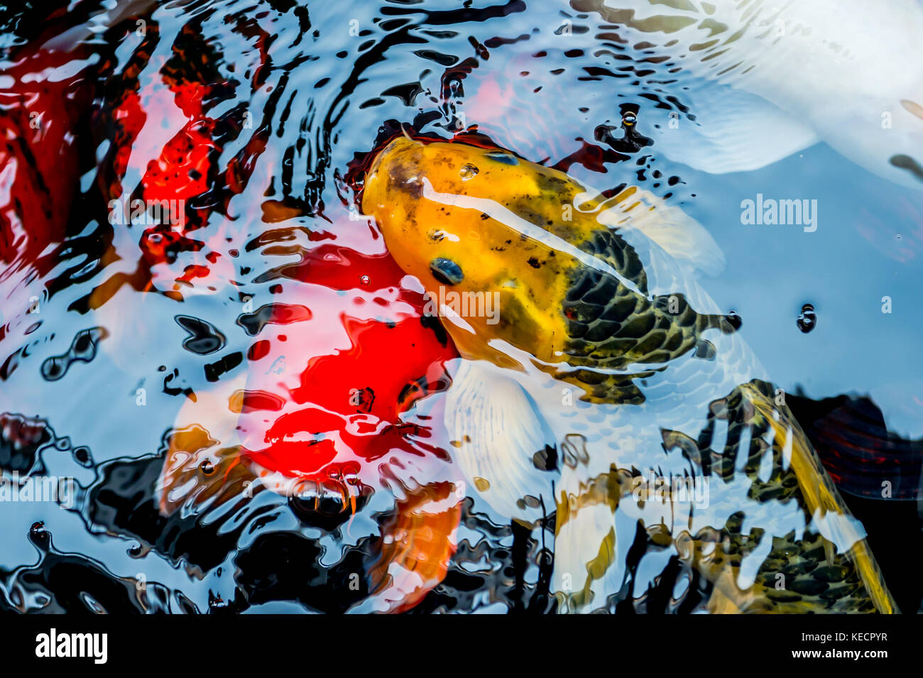 Goldfish and carp in a pond in a restaurant in Bangkok Thailand Stock ...