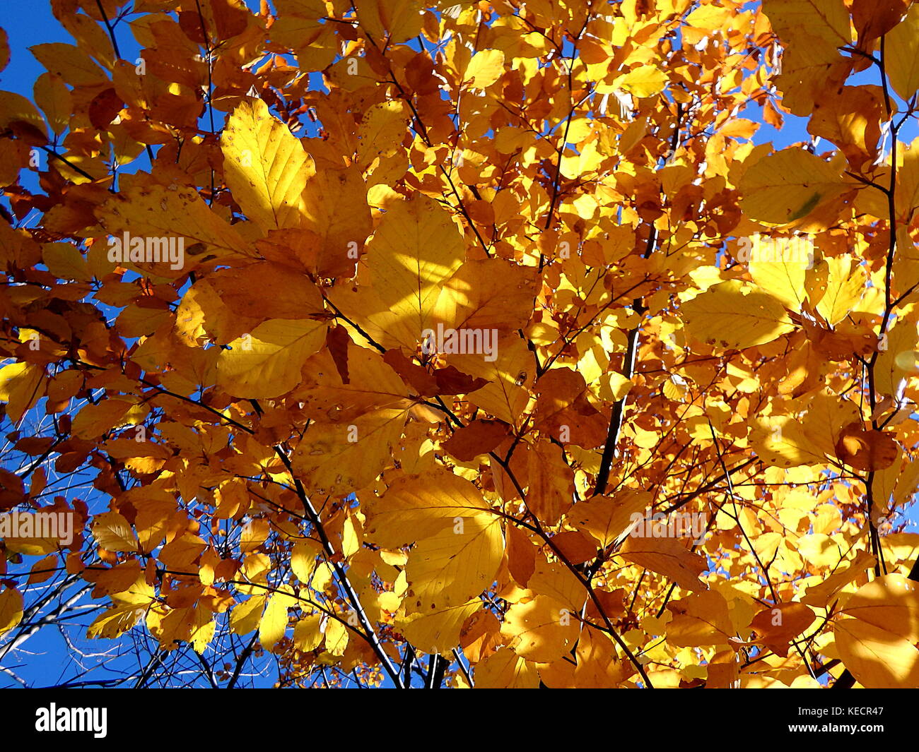 Colored beech leaf, (Fagus sylvatica), Autumn-colors Stock Photo - Alamy