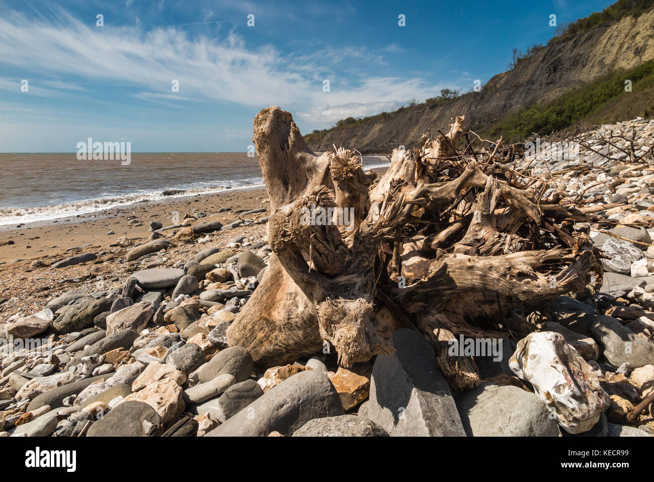 Root piece hi-res stock photography and images - Alamy