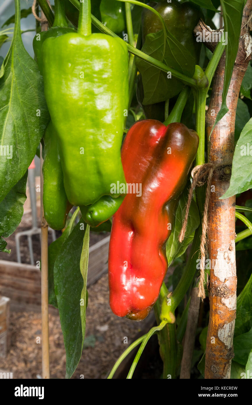 Organic Sweet peppers growing in a polytunnel in Shropshire, England ...