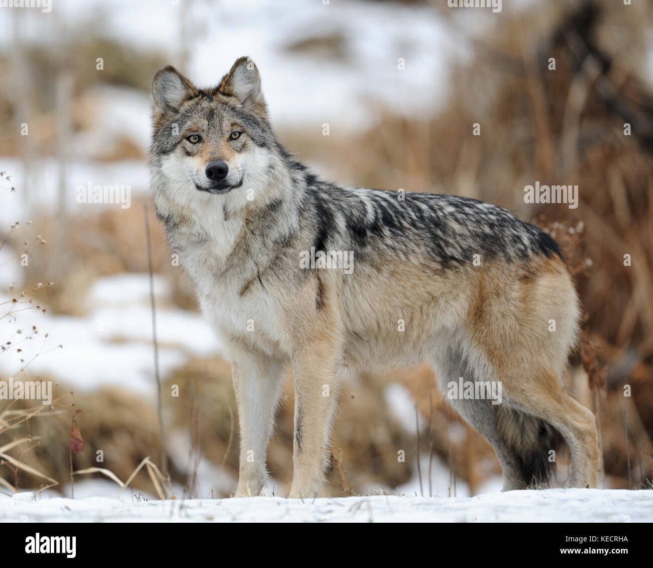 Mexican gray wolf (Canis lupus baileyi) in winter Stock Photo - Alamy
