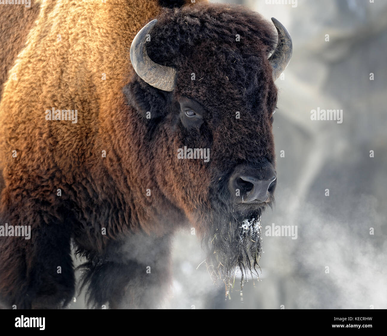 American bison (Bison bison) breathing during Winter Stock Photo - Alamy