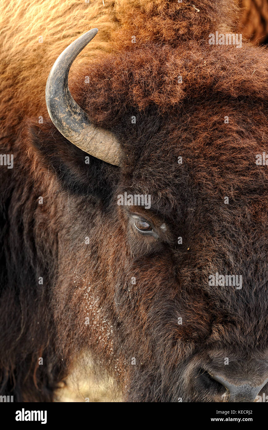 American bison (Bison bison) extreme closeup Stock Photo - Alamy