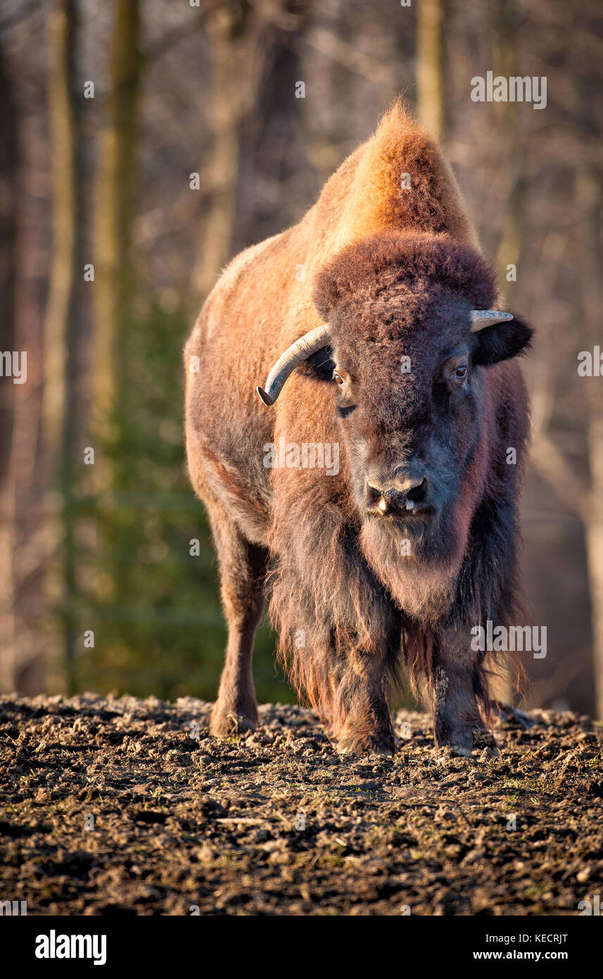 American bison (bison bison) portrait at the Brookfield Zoo in ...
