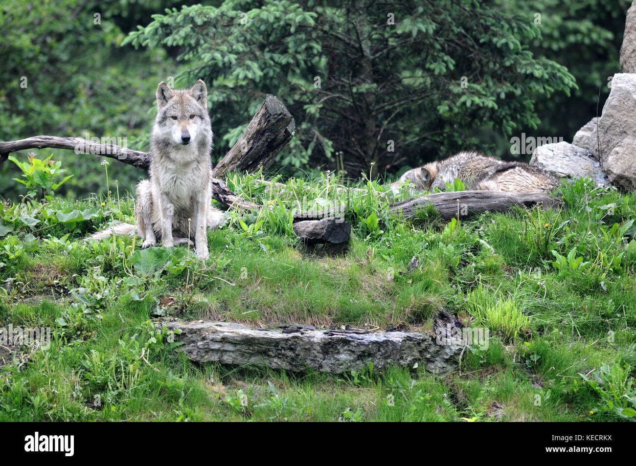 Mexican gray wolf (Canis lupus baileyi) in forest Stock Photo - Alamy