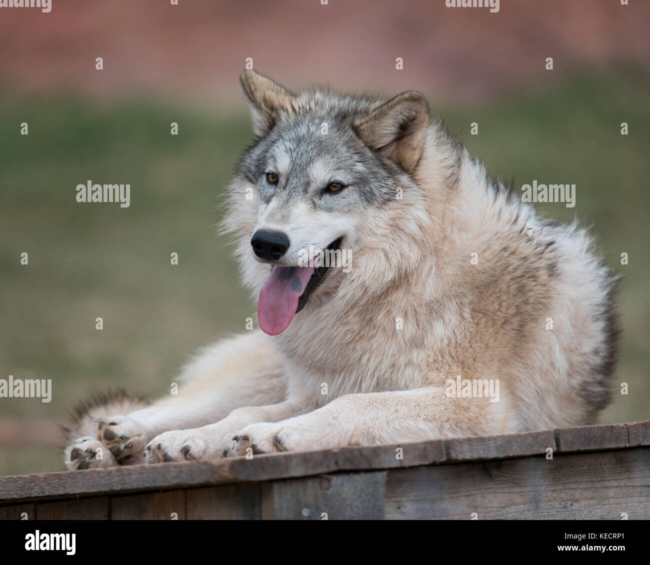 Timber wolf (Canus lupis) panting Stock Photo - Alamy