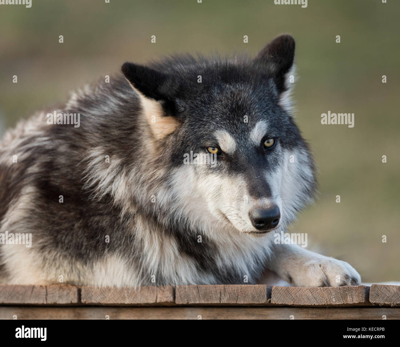 Timber wolf (Canus lupis) portrait Stock Photo - Alamy