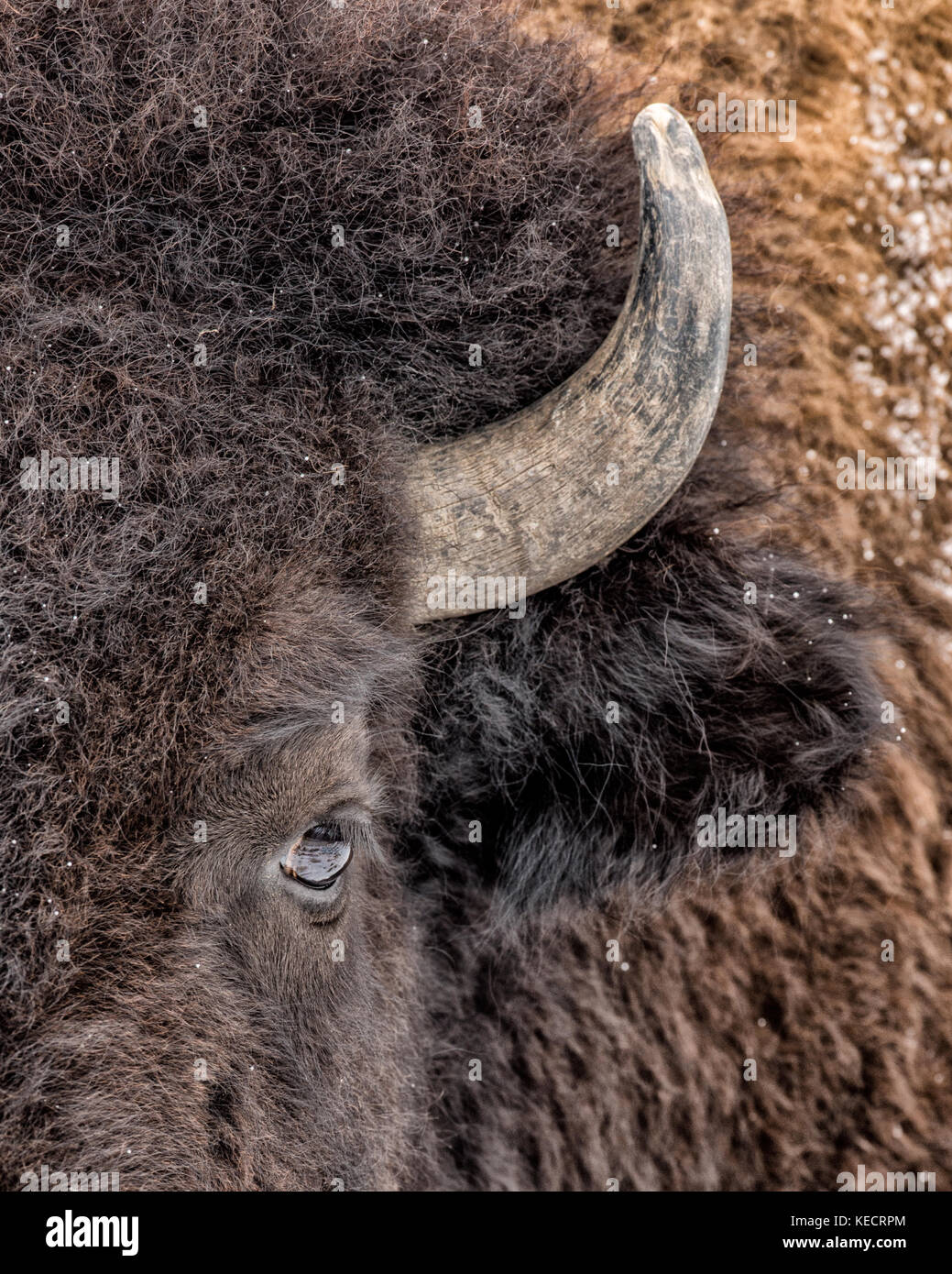 American bison (Bison bison) closeup Stock Photo - Alamy