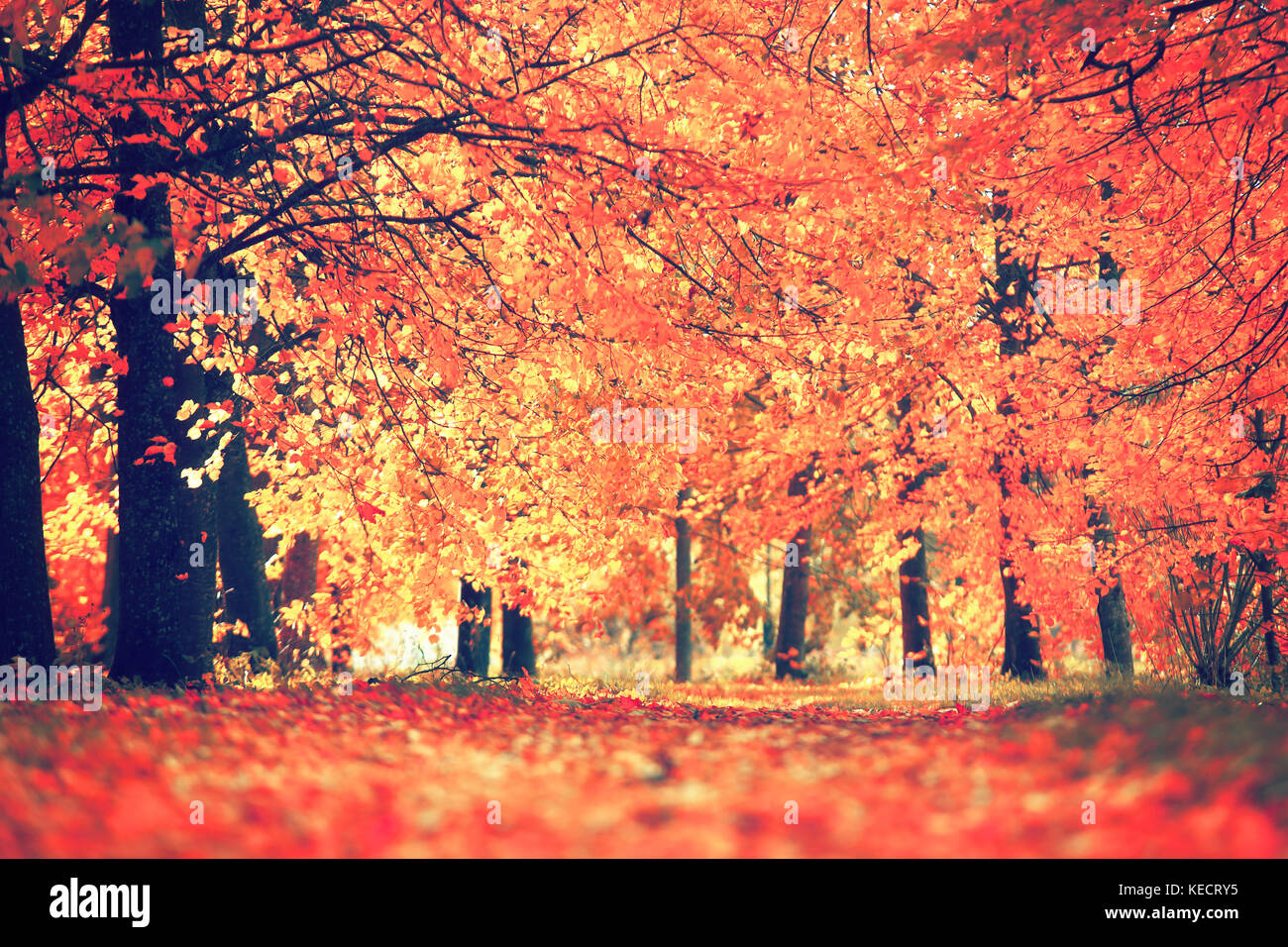 Colorful autumn scene. Red leaves fall from trees to ground. Beautiful ...