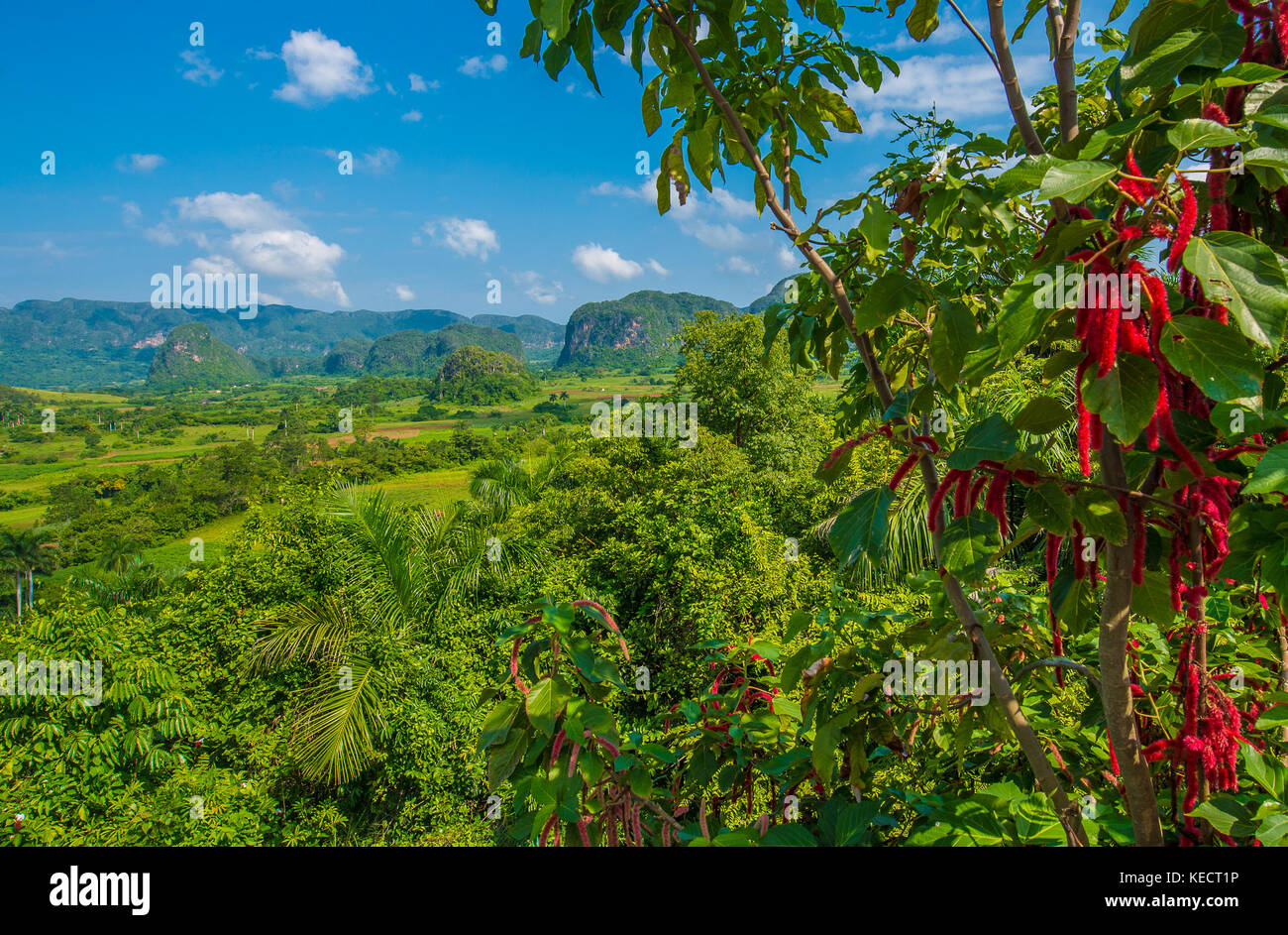 One of the most beautiful places in Cuba the lush valley of Pinar Del ...