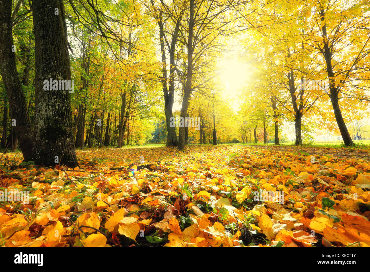 Fall nature hi-res stock photography and images - Alamy