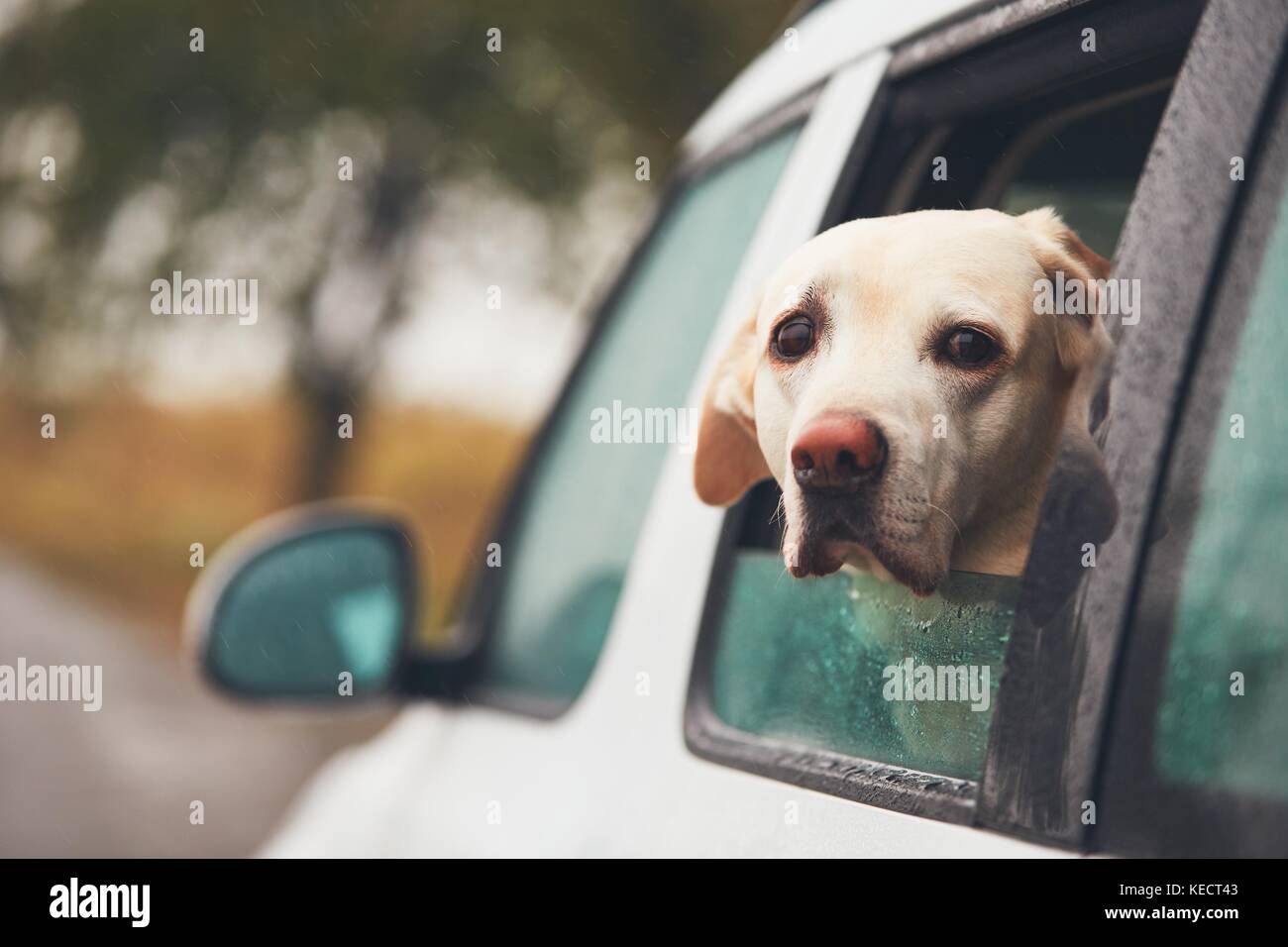 Dog (labrador retriever) looking out of a car window on a rainy day ...