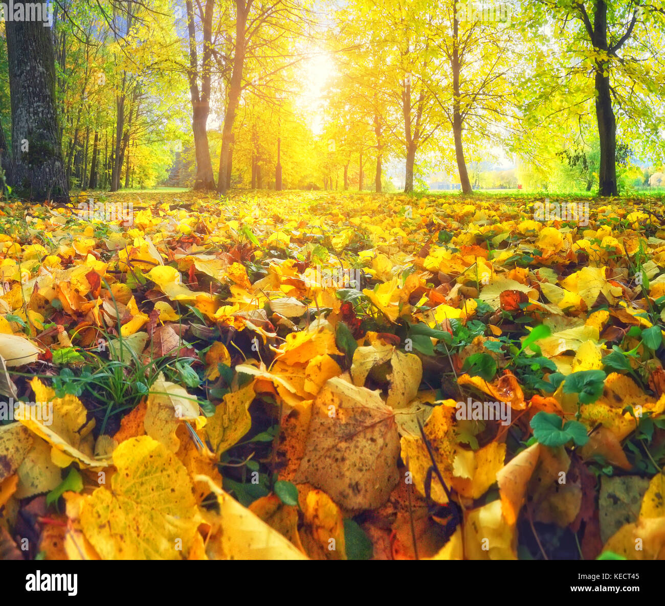Abstract yellow landscape hi-res stock photography and images - Alamy