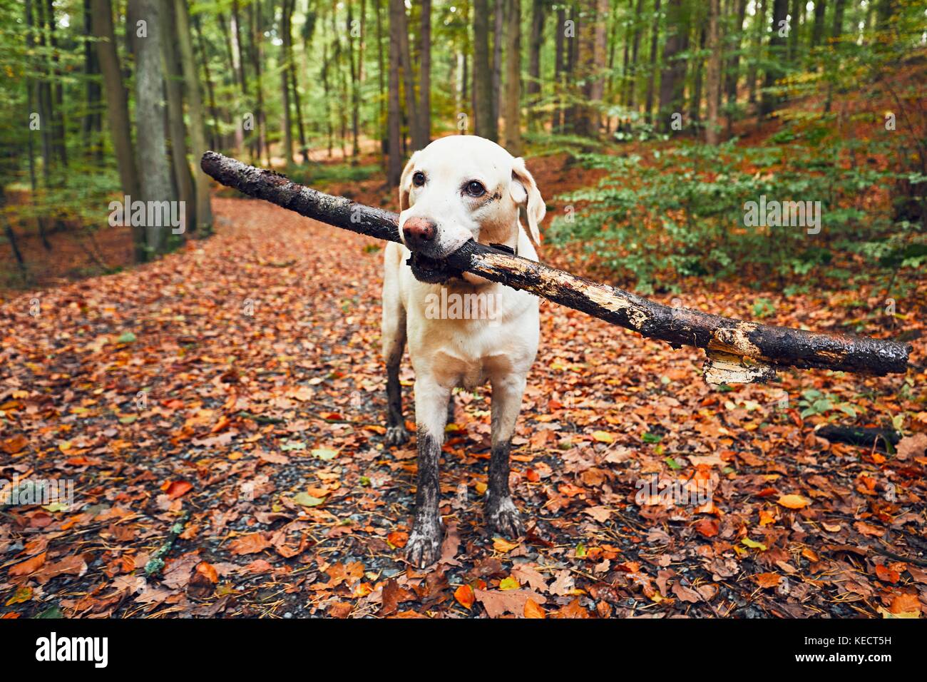 Muddy dog in autumn nature. Dirty labrador retriever with stick in ...