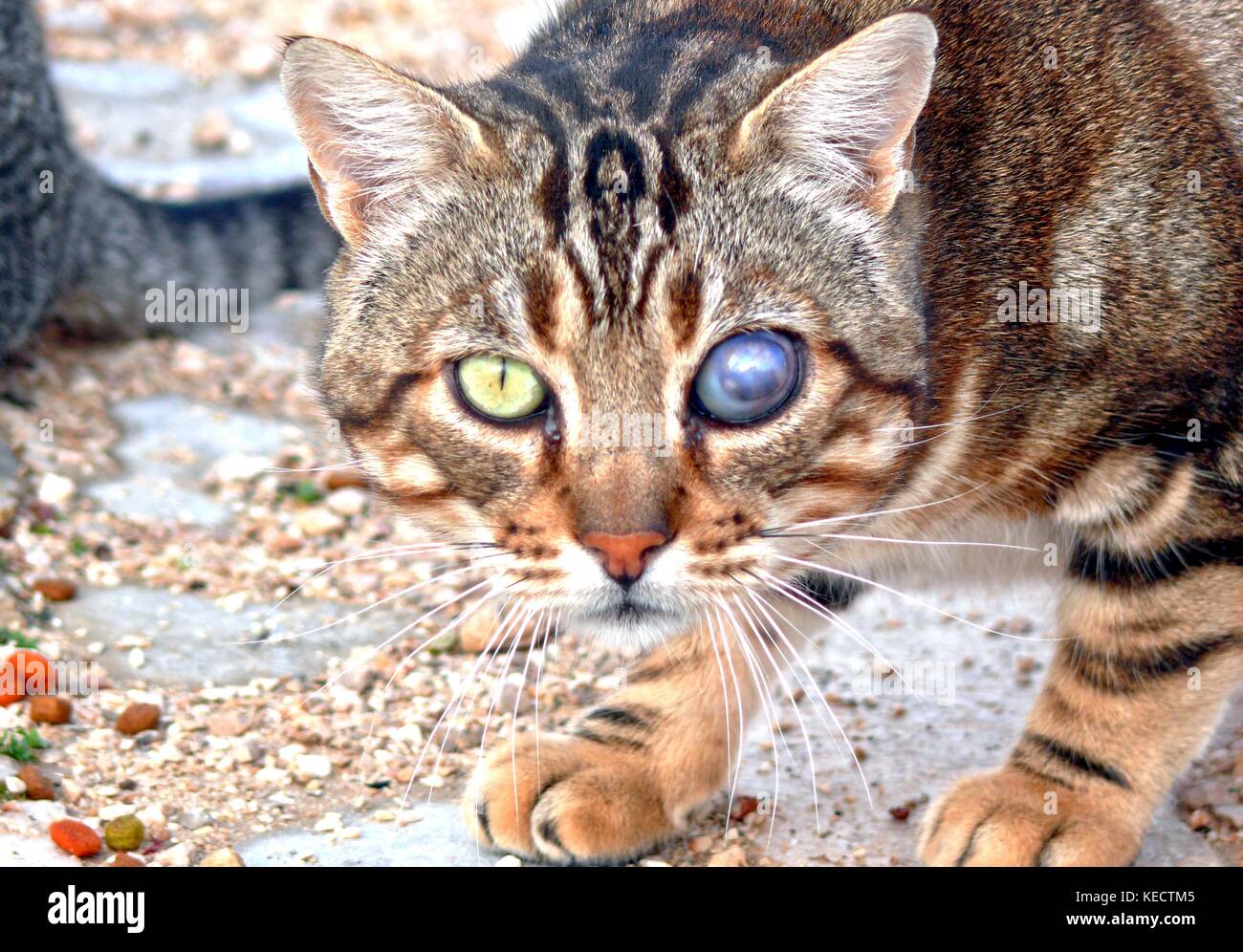 Feral Cat in Albufeira, Portugal Stock Photo - Alamy