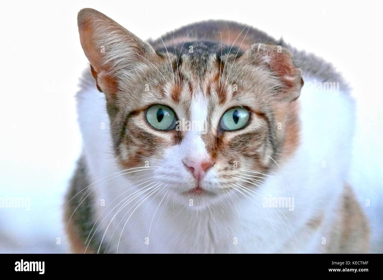 Feral Cat in Albufeira, Portugal Stock Photo - Alamy