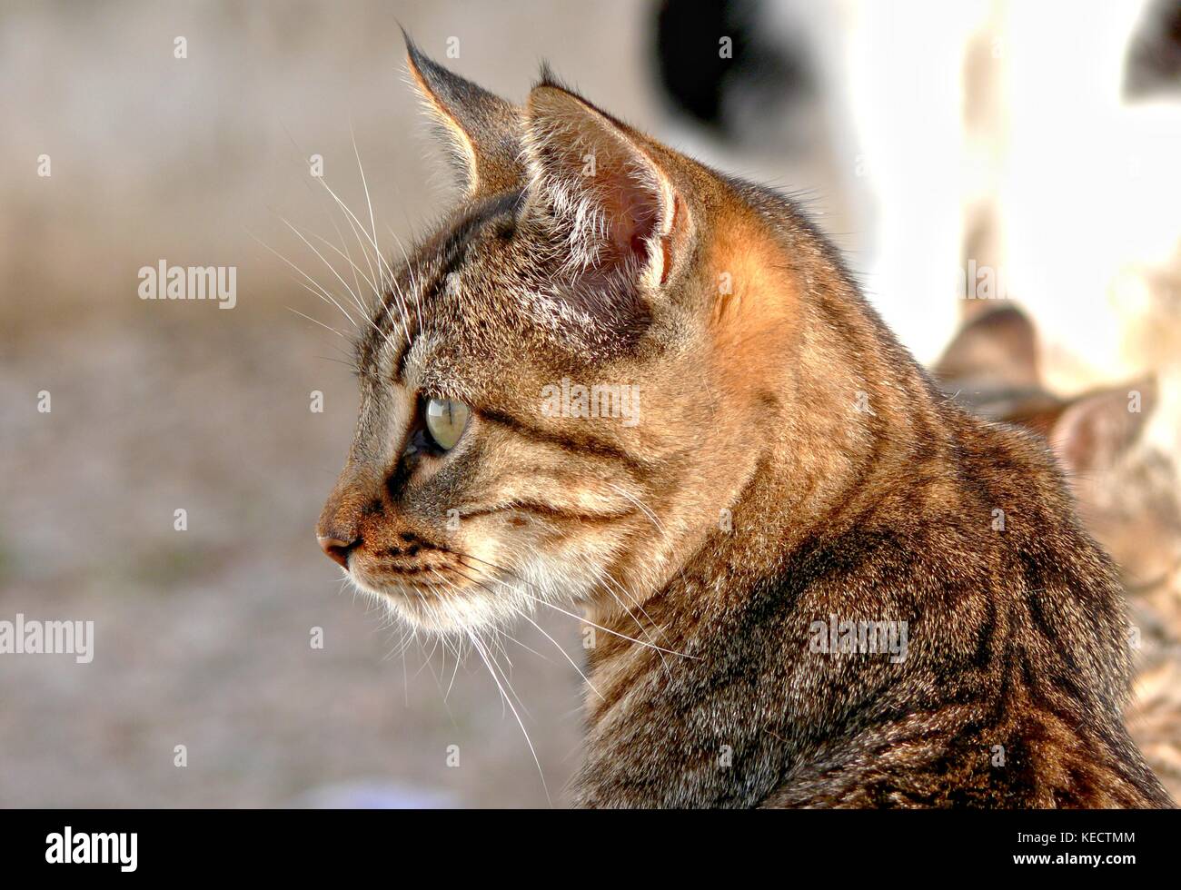 Feral Cat in Albufeira, Portugal Stock Photo - Alamy