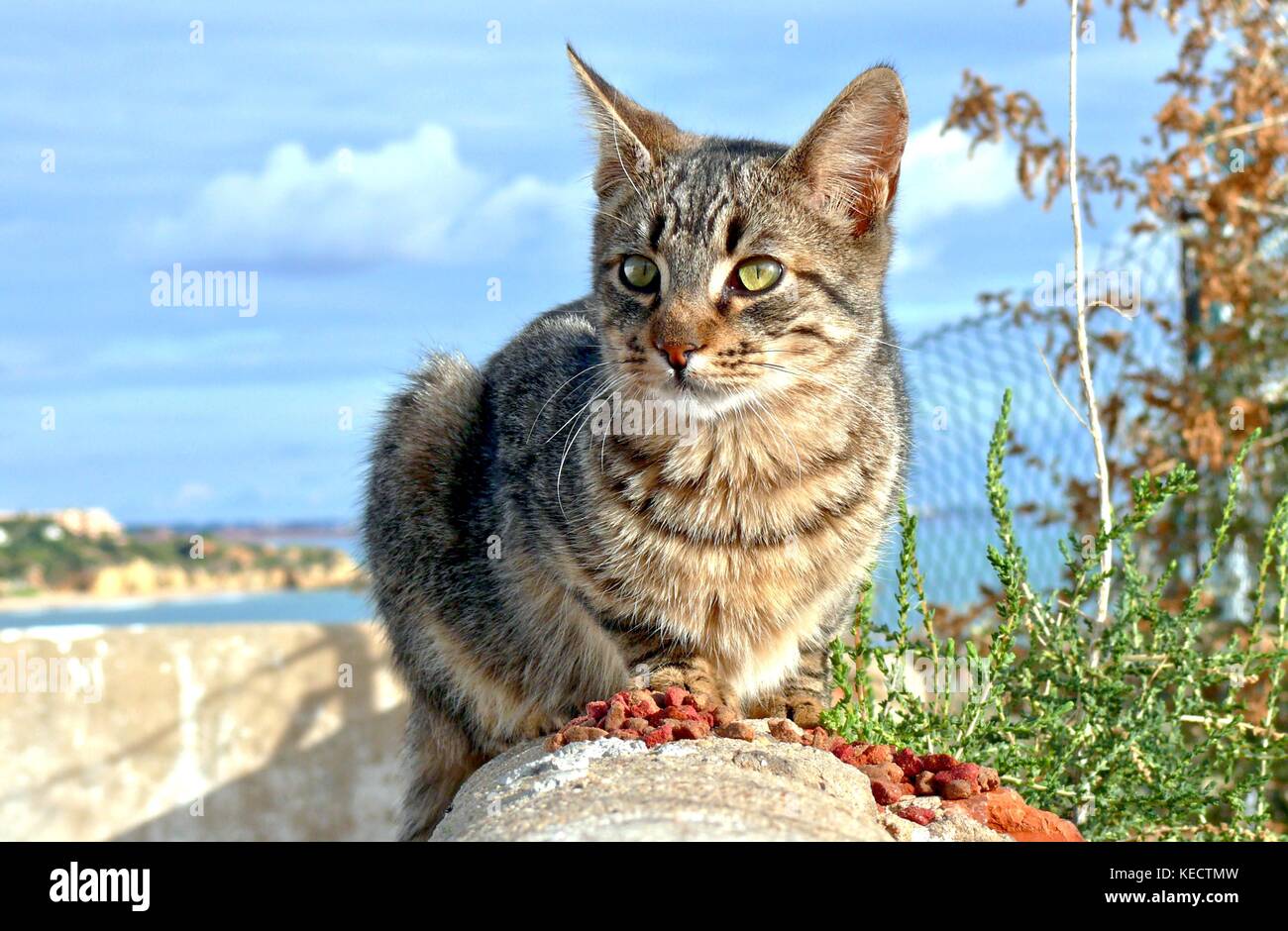 Feral Cat in Albufeira, Portugal Stock Photo - Alamy