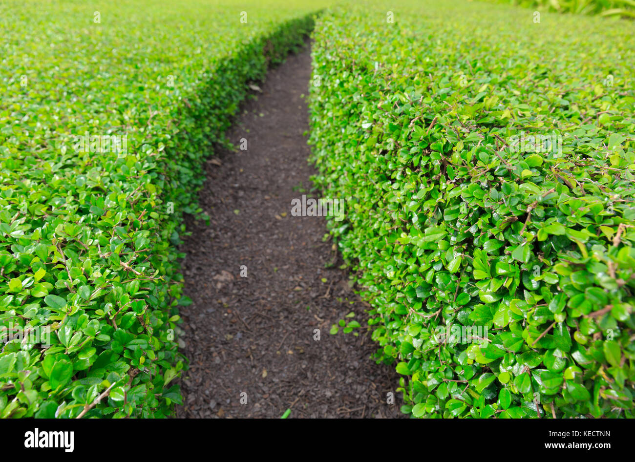 Curve Rows of Green Grass with a Dirt Path in the Middle of Garden ...