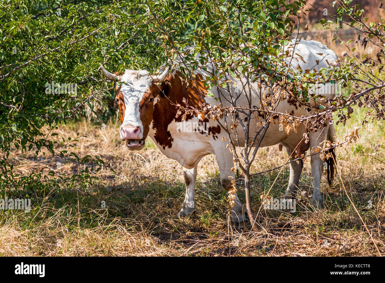 Beautiful brown and white spotted cow grazing at dry yellow autumn ...