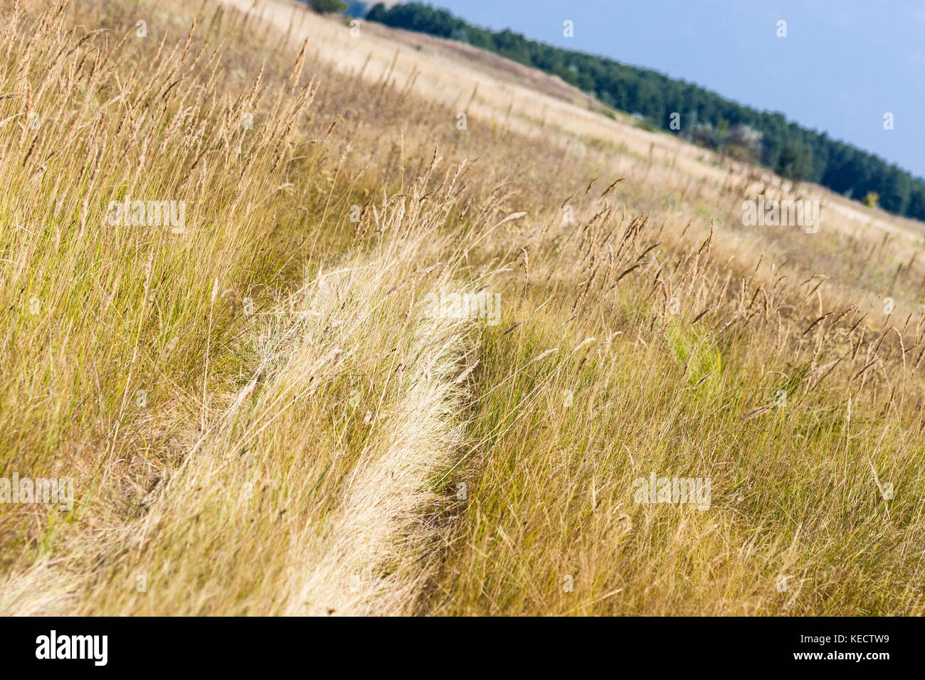 Wheels traces through dry grass meadow going towards the forest Stock ...