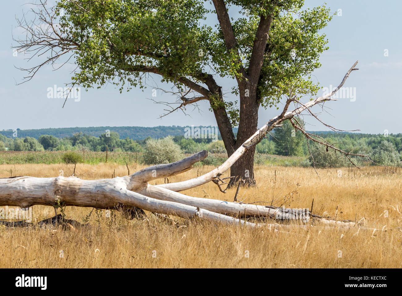 Fallen bare dead tree after lightning strike against alive green tree ...