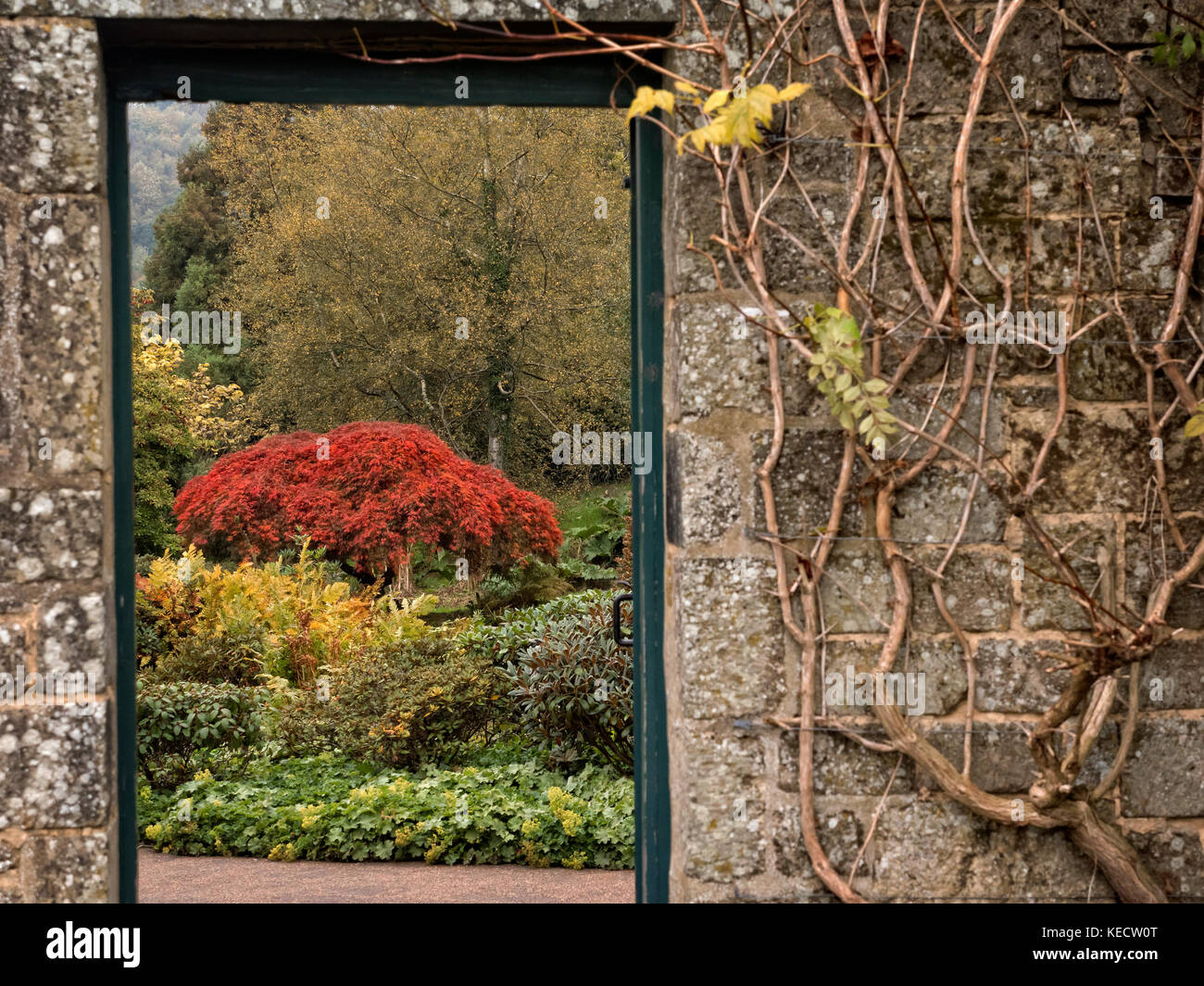 English maple tree hi-res stock photography and images - Alamy