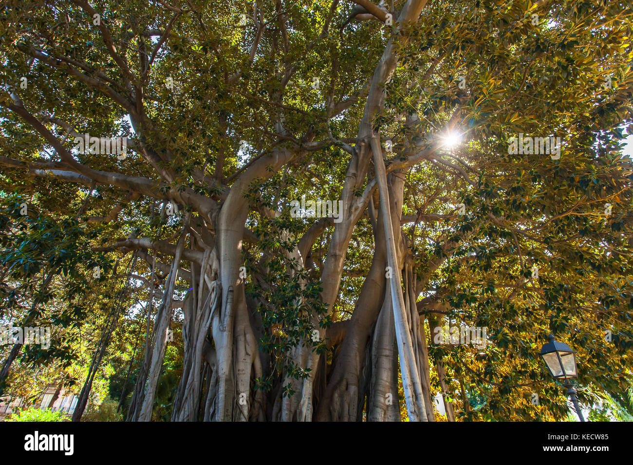 Ficus Macrophylla Subsp Columnaris High Resolution Stock Photography ...