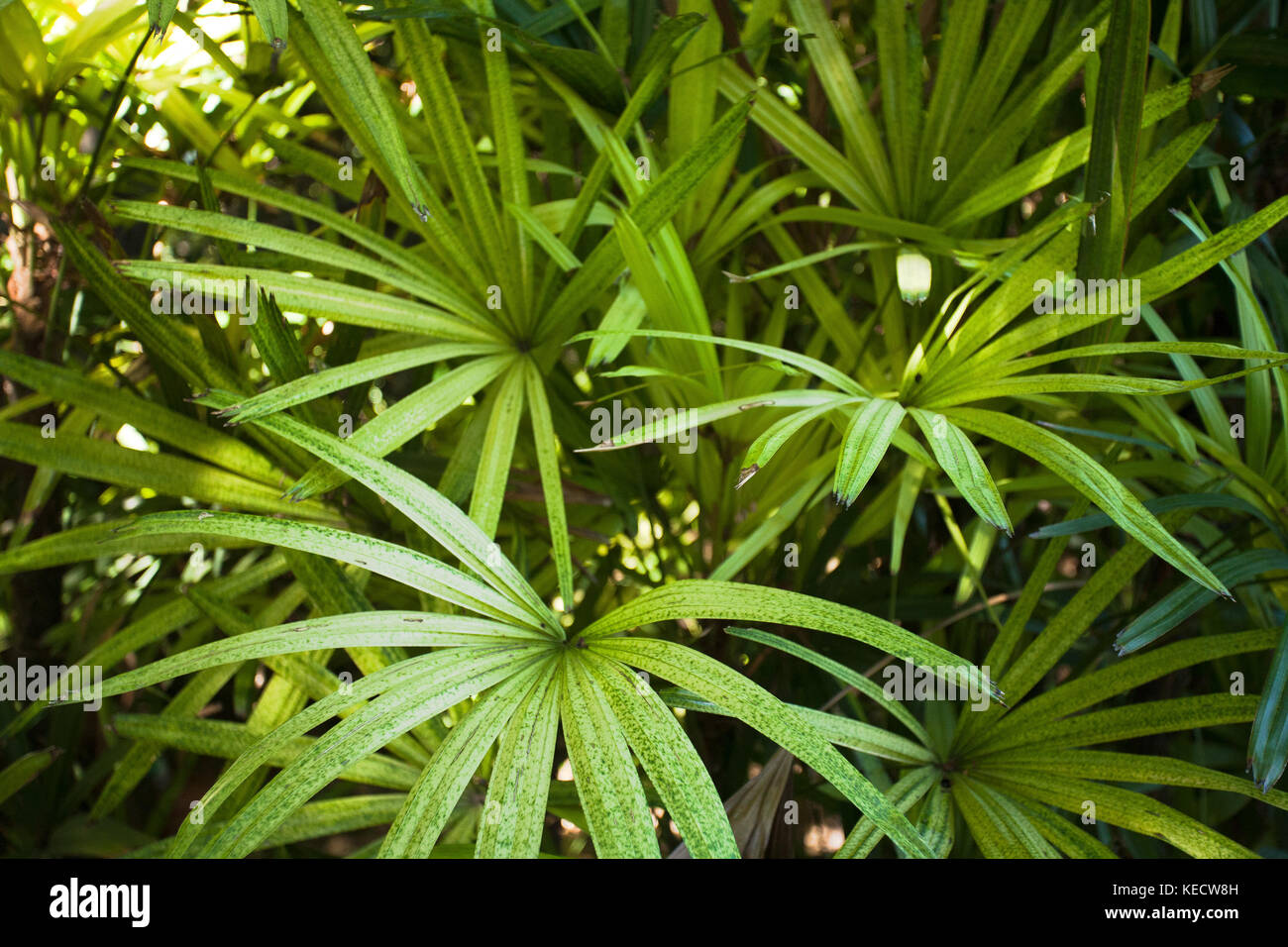 Papyrus shaped hi-res stock photography and images - Alamy