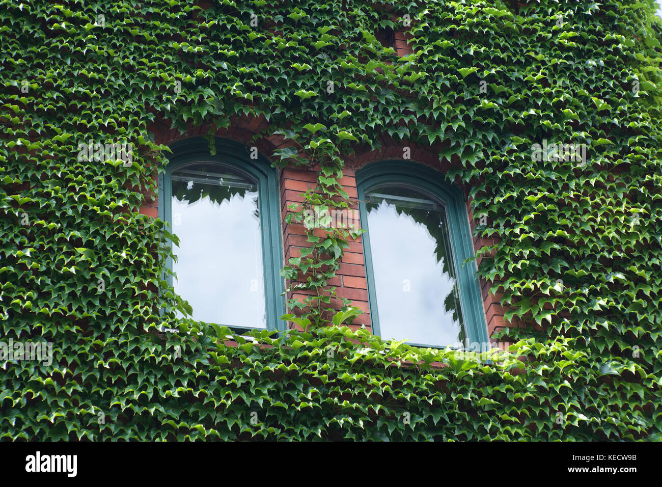 ivy on brick building surround windows Stock Photo - Alamy