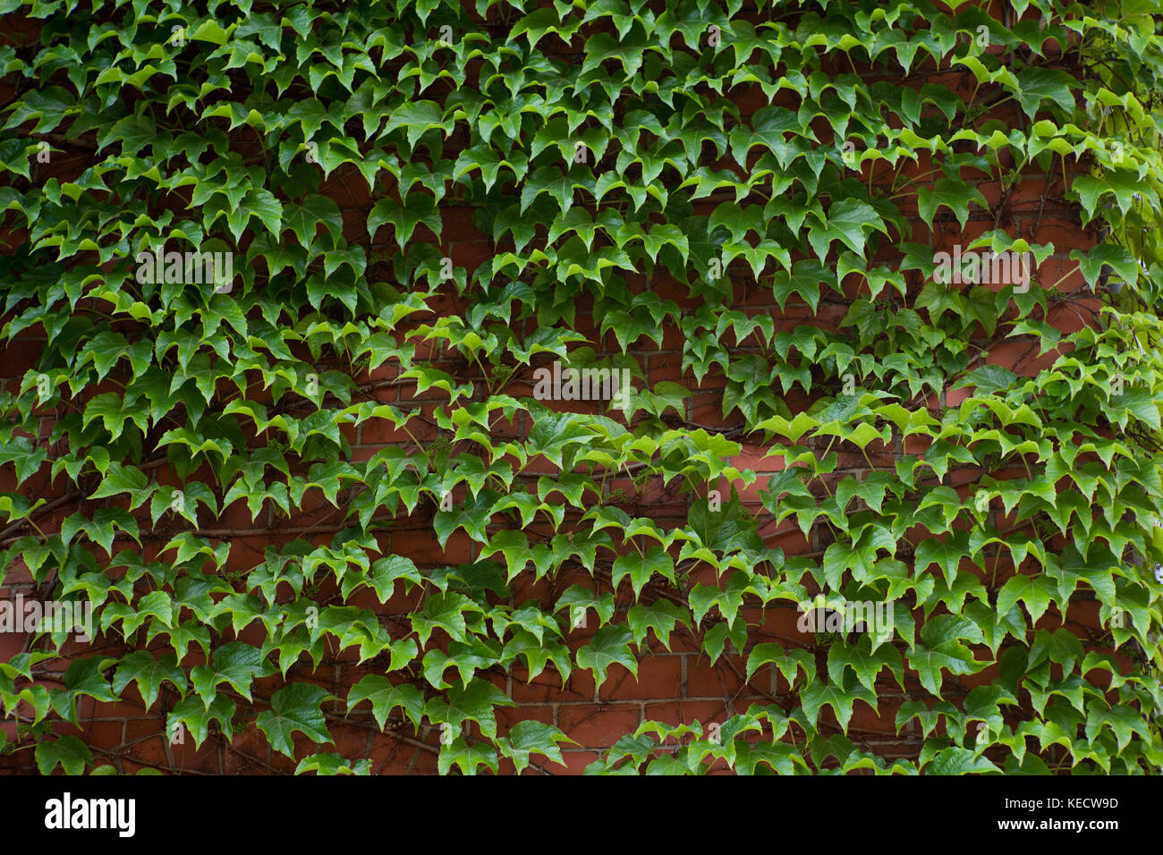 ivy on brick building Stock Photo - Alamy