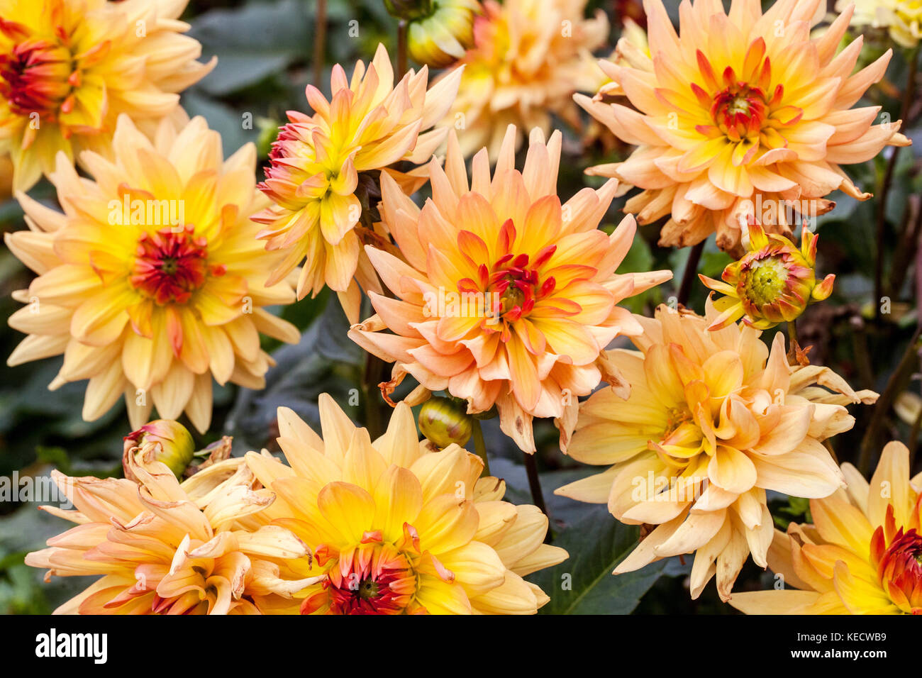 Orange yellow dahlia " Monica" flowers in bloom Stock Photo - Alamy