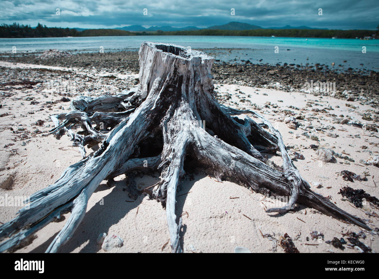tree trunk on the beach. seascape Stock Photo - Alamy