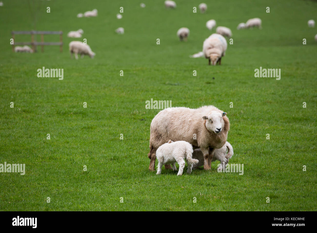 mother ewe feeding her twin lambs Stock Photo - Alamy