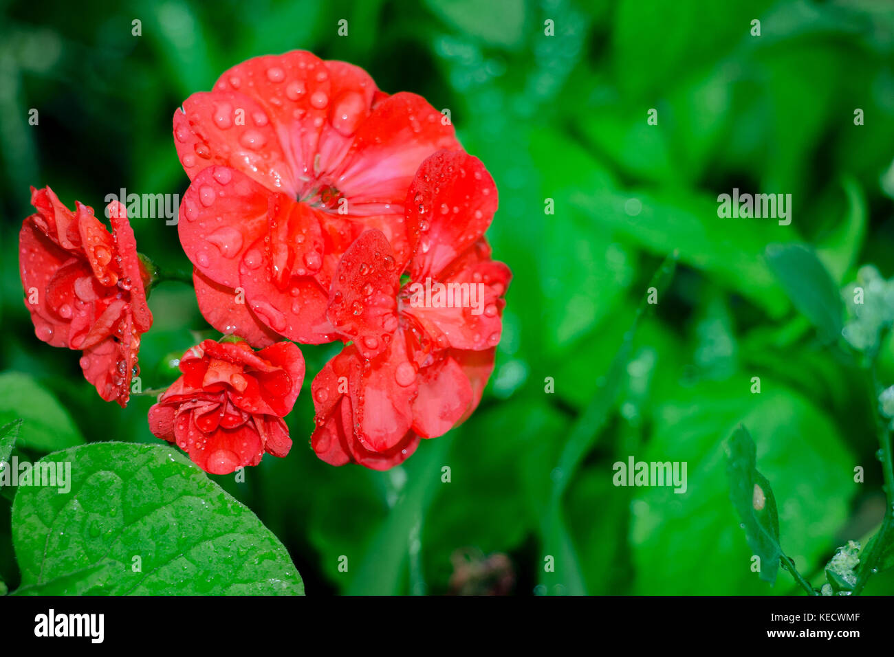 Red geranium flowers on a natural background Stock Photo - Alamy