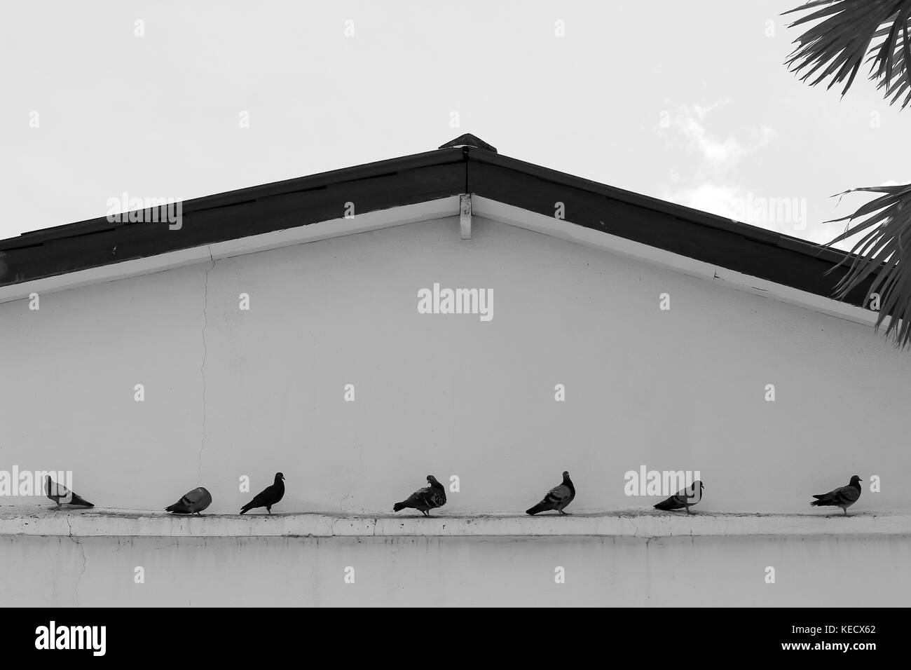 Seven birds hi-res stock photography and images - Alamy