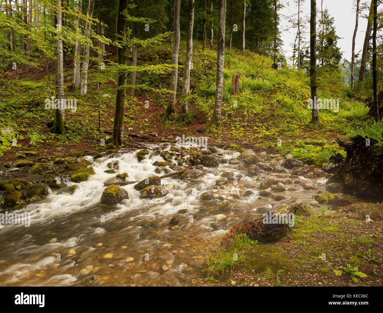 Origin of a small river in the woods, karstic spring, Salzkammergut ...