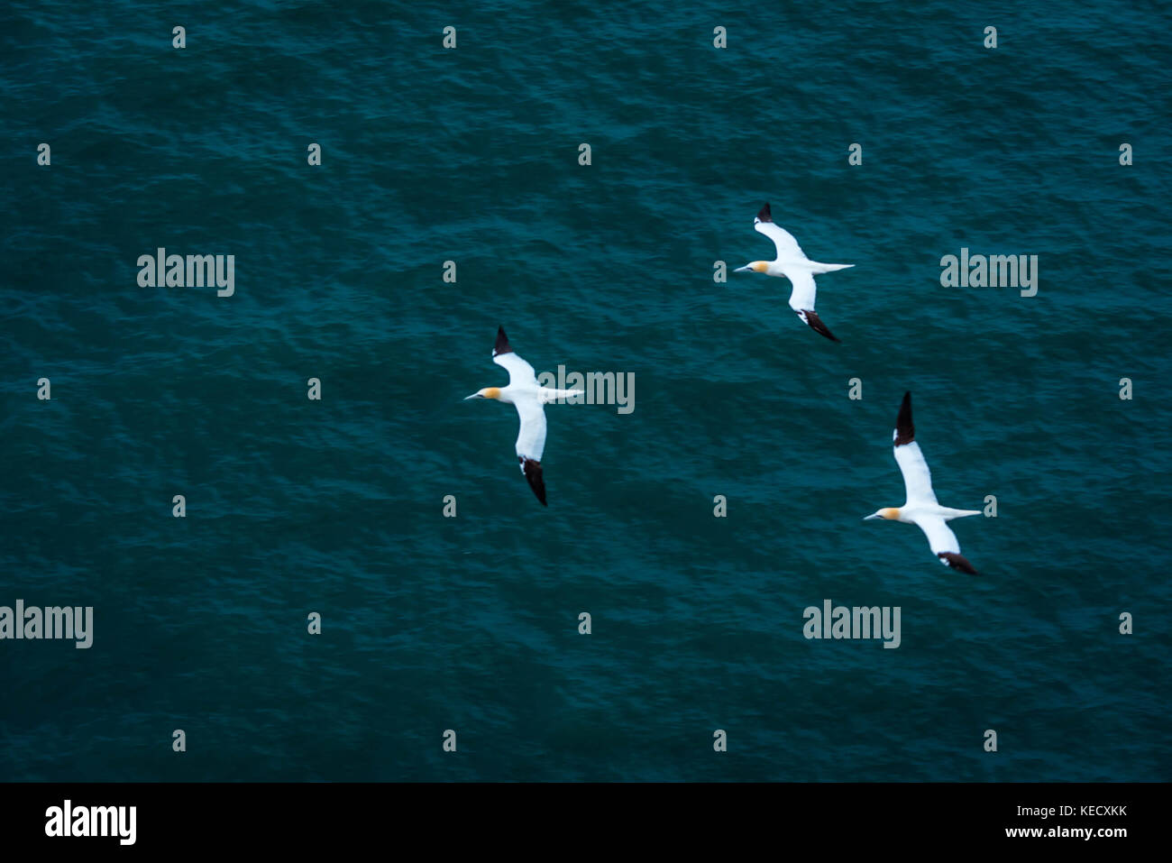 Three gannets flying over the sea along coastline Stock Photo - Alamy