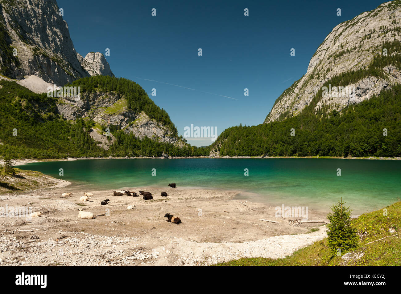 Hinterer Gosausee in Salzkammergut (Austria) in summer, cattle resting ...