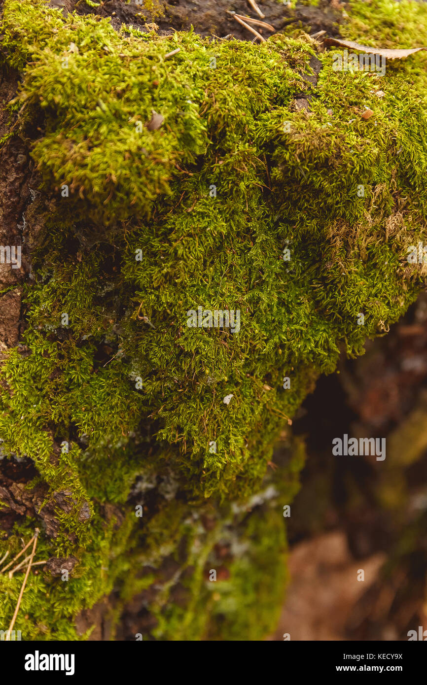 Autumn covered with moss background texture Stock Photo - Alamy