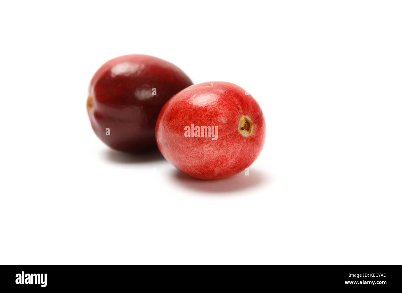 Red fresh raw cranberry isolated on white background. produce at bc ...