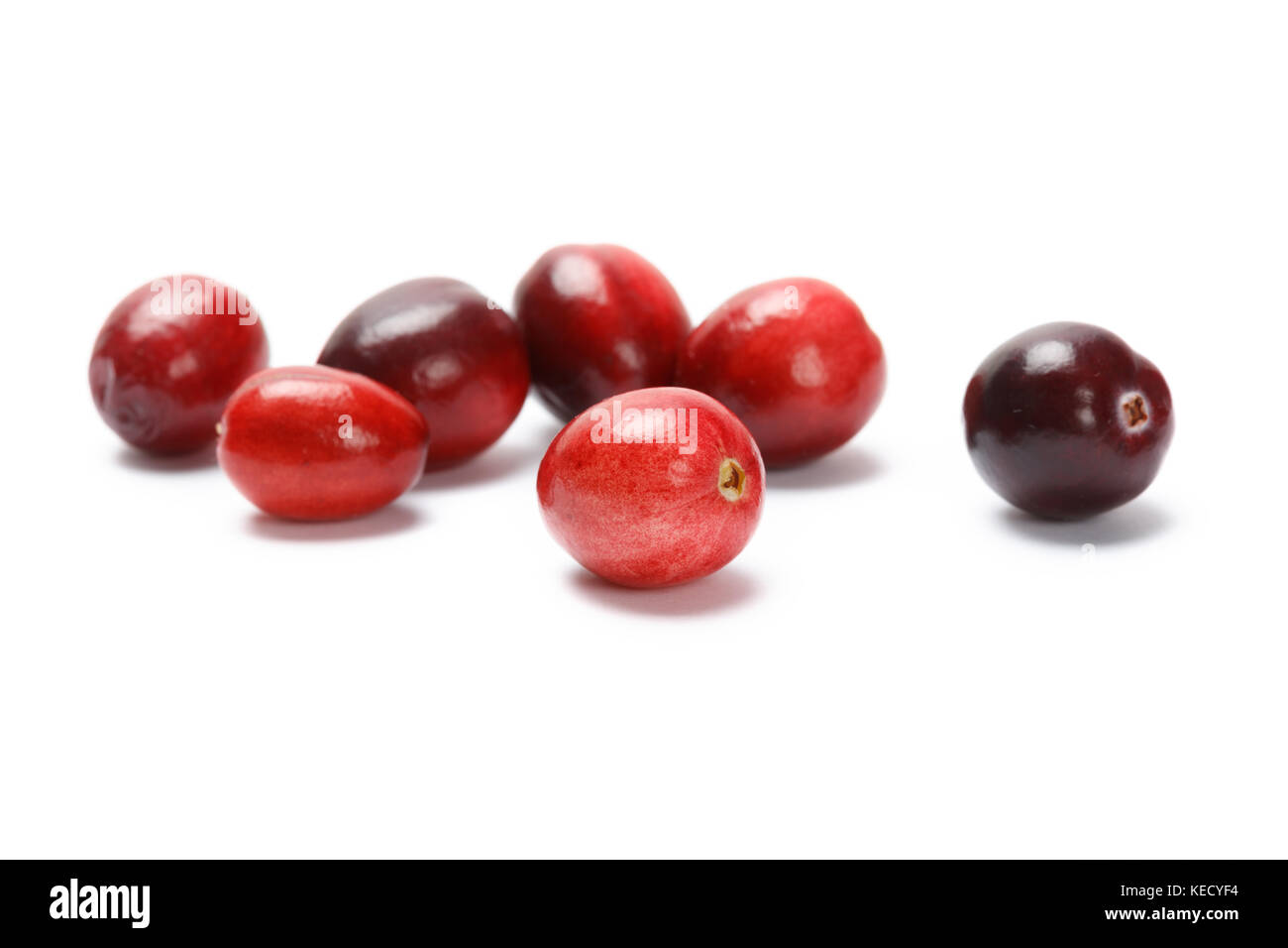 Red fresh raw cranberry isolated on white background. produce at bc ...