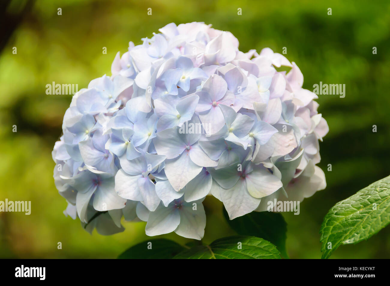 Hydrangea is a beautiful and hardy shrub and a true favourite in ...
