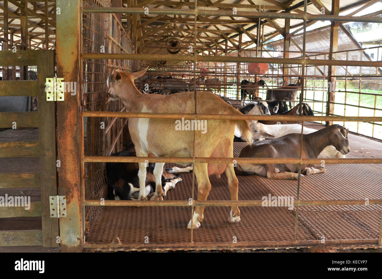 Goat farm to breed goat that produce goat milk Stock Photo - Alamy