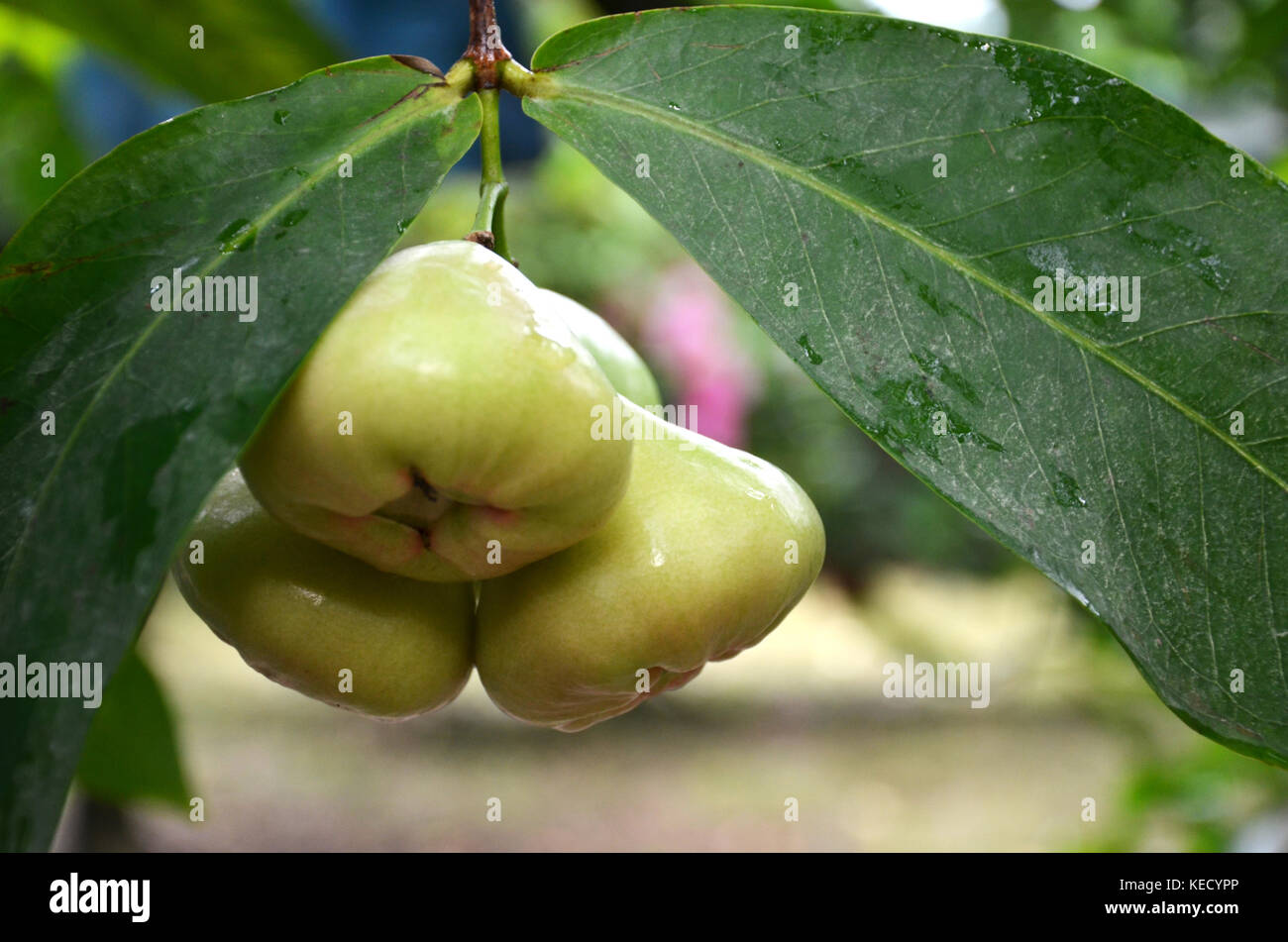 Photographyy of green wax apple on the tree Stock Photo - Alamy