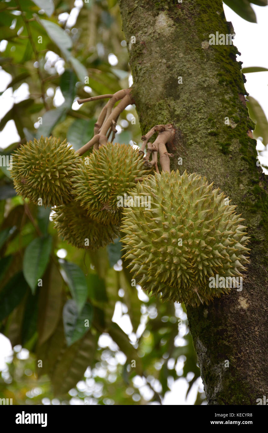 Photography of durian on the tree. Durian is distinctive for its large ...