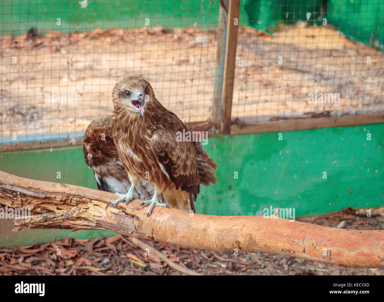 Little falcon in the zoo cage Stock Photo - Alamy